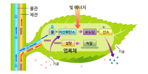 중2 과학 식물수권 마추기 아이오
